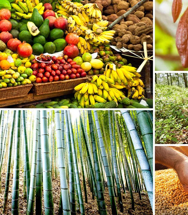 Overview of DOST’s Food Innovation Program - IFEXConnect