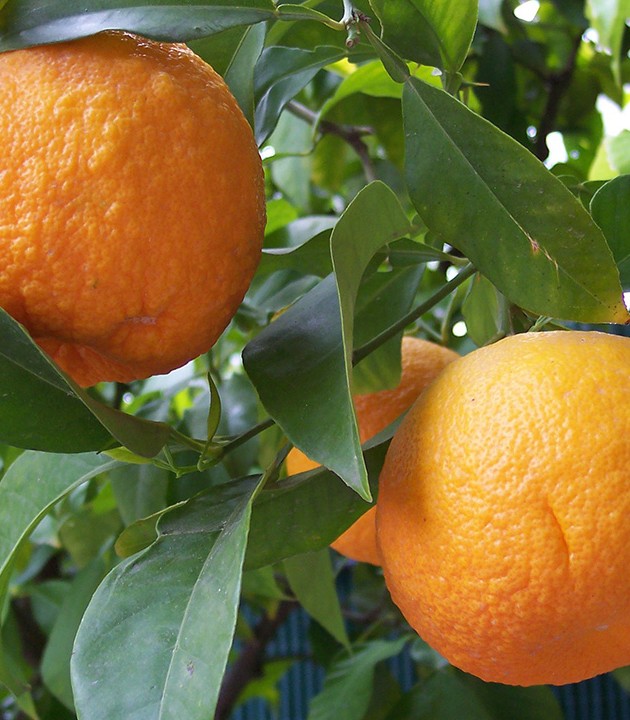 Fruits in season this January - IFEXConnect